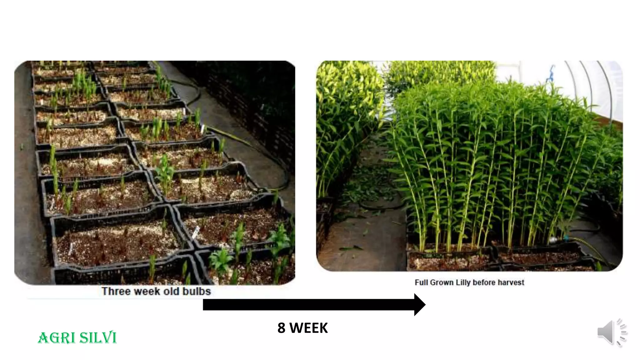 Lily II LILIUM II AGRI SILVI GURU II DDA SO SPECIAL CLASS II STEPS TO ...