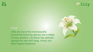 Lily flower | PPTX