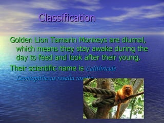 Lily o golden lion tamarin monkey | PPT