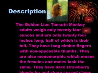Lily o golden lion tamarin monkey | PPT