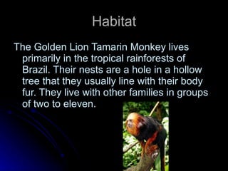 Lily o golden lion tamarin monkey | PPT