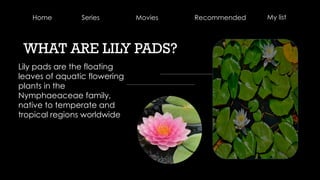 Lily pads.pptx presentation about them.dddd