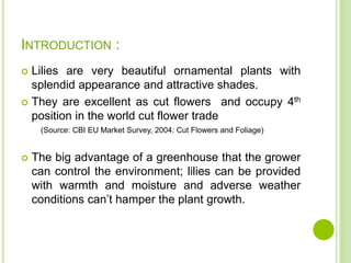 Lily Under Protected Cultivating(greenhouse).pptx | Agriculture ...