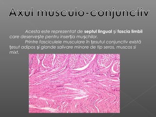 Limba | PPT