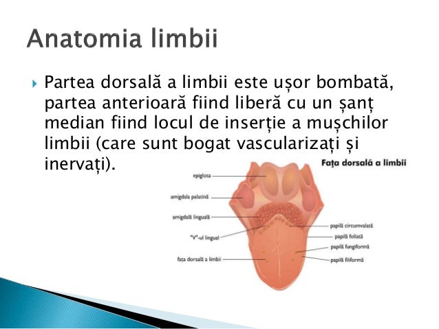 Limba.ppt