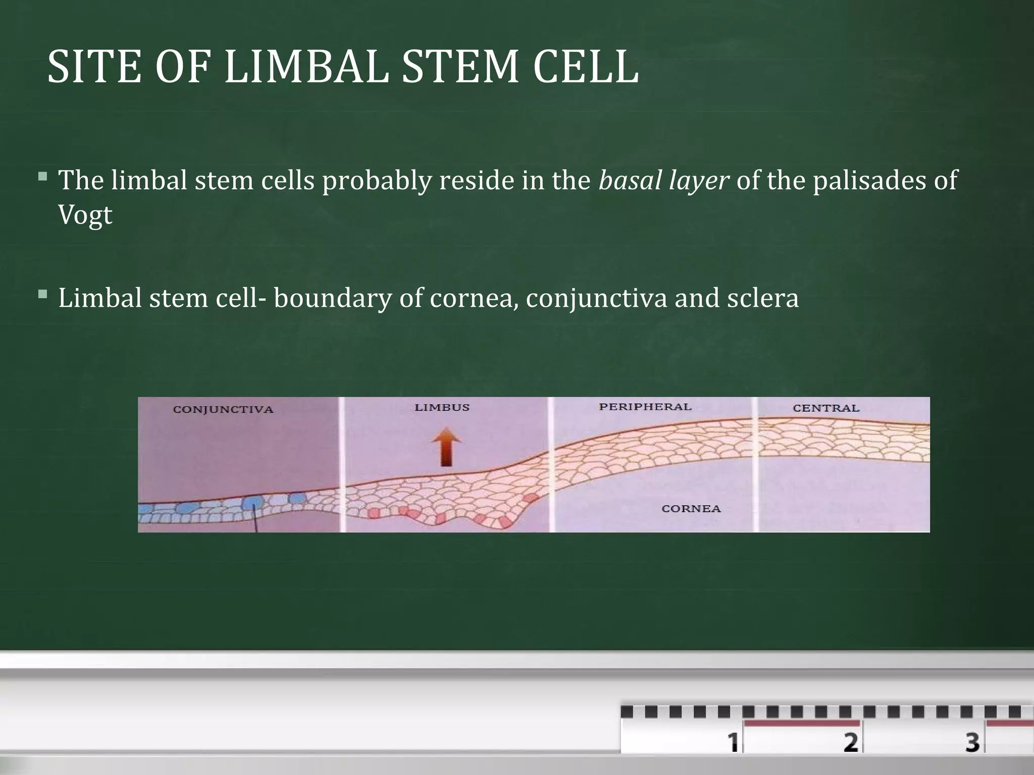 Limbal stem cell deficiency | PPT