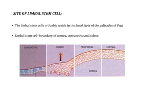 Limbal stem cell deficiency | PPTX