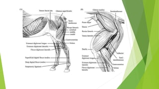 Limb amputation and disarticulation.pptx