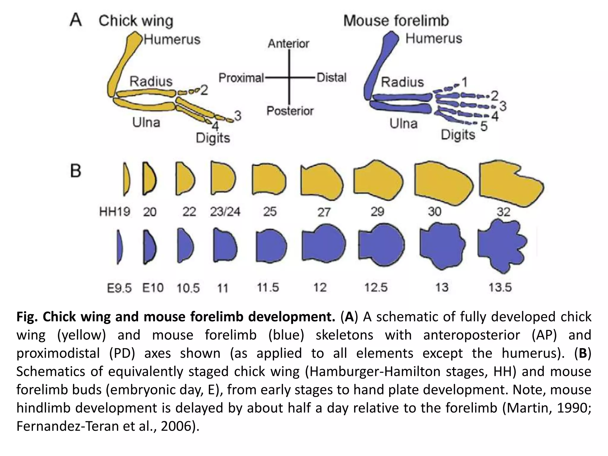 Limb development in vertebrates | PPTX