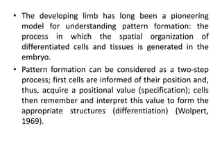 Limb development in vertebrates | PPTX