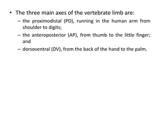 Limb development in vertebrates | PPTX
