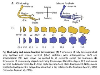Limb development in vertebrates | PPTX