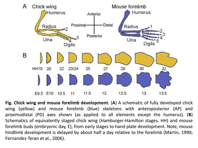 Limb development in vertebrates | PPT
