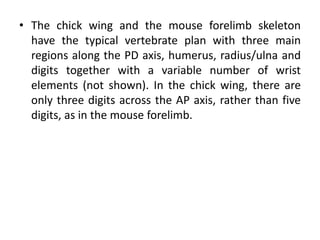 Limb development in vertebrates | PPTX