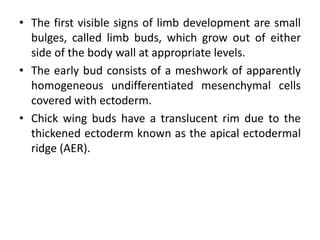 Limb development in vertebrates | PPTX