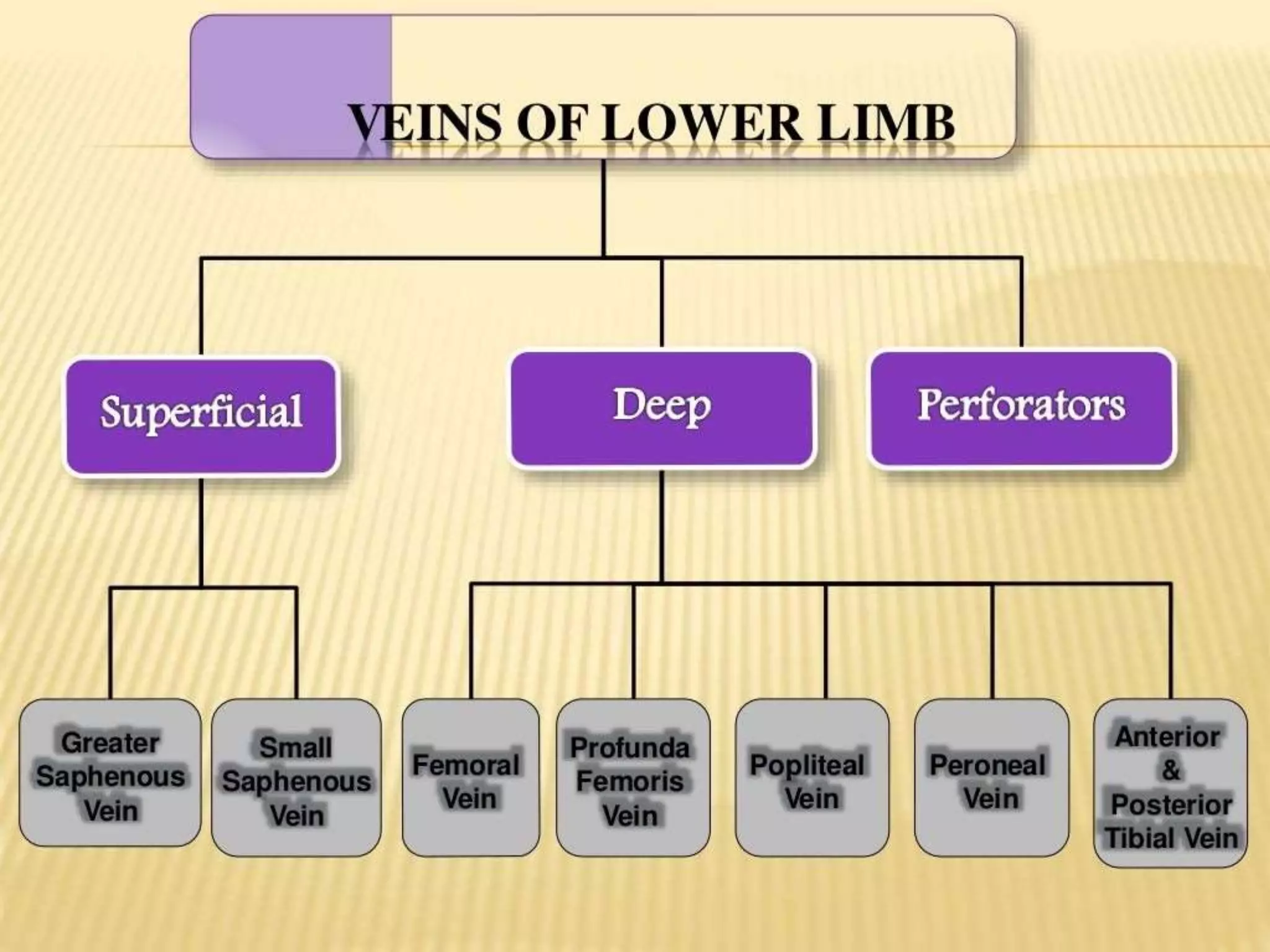 limb doppler ppt .ppt