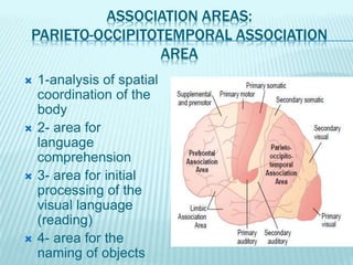 Limbic System | PPTX