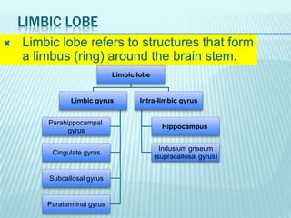 Limbic System | PPTX