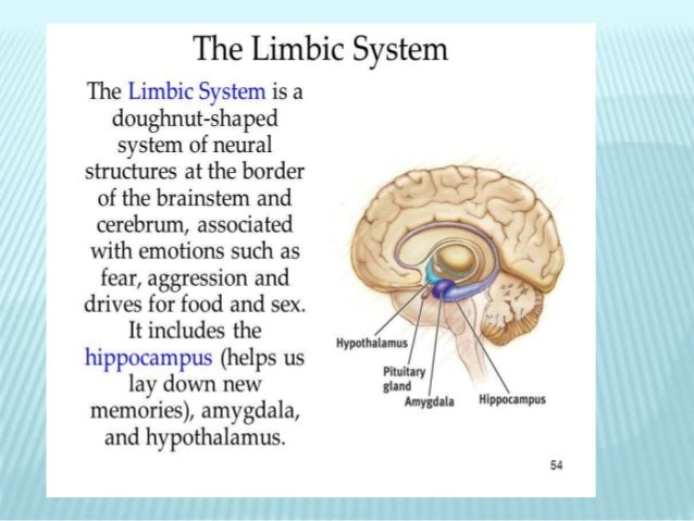 Limbic System