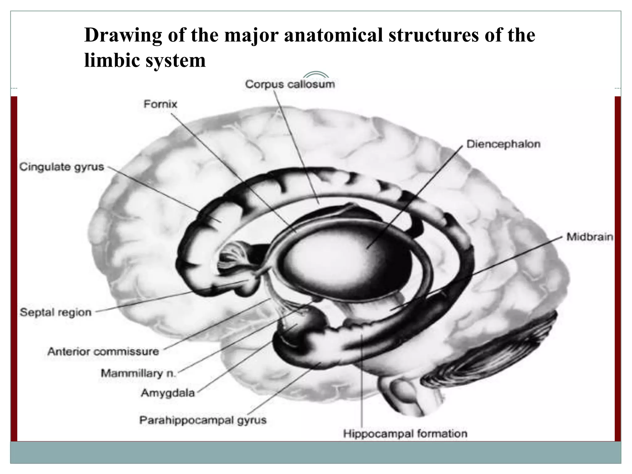 Limbic.system | PPTX