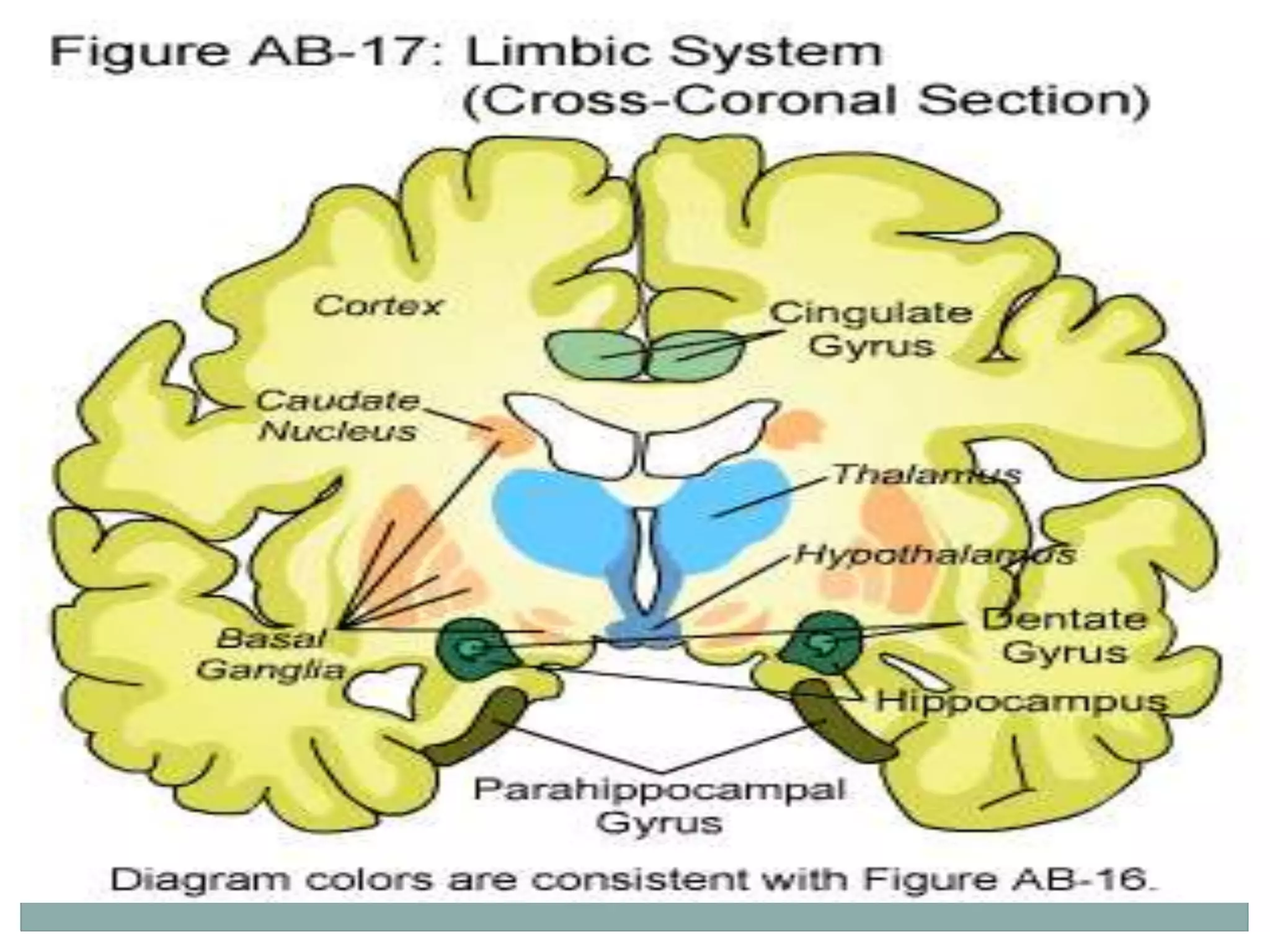 Limbic.system | PPTX