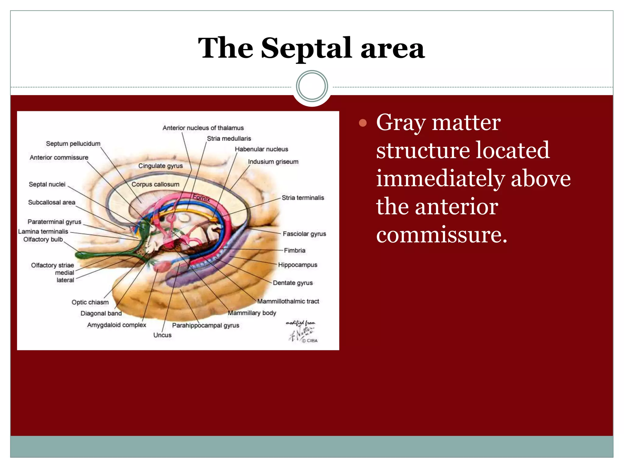 Limbic.system | PPTX