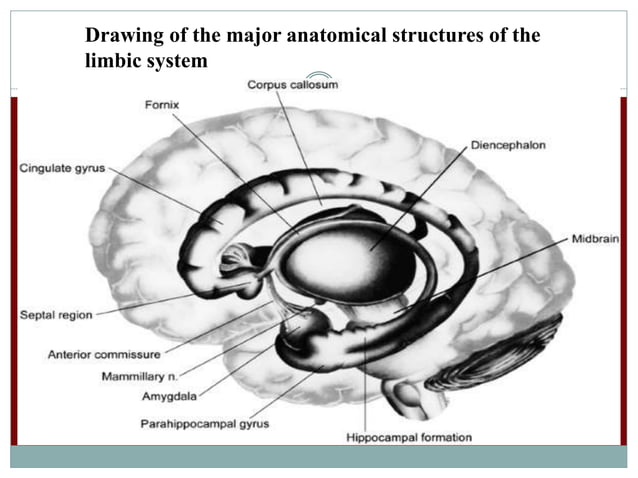 Limbic.system | PPTX