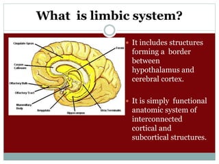 Structures Of The Limbic System And What They Do