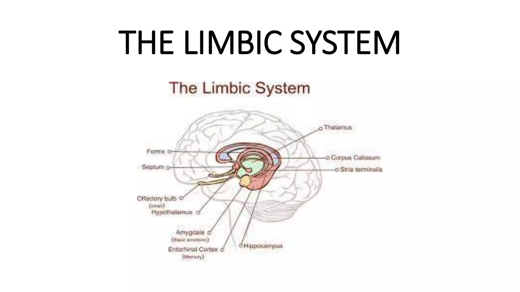 limbic.pptx