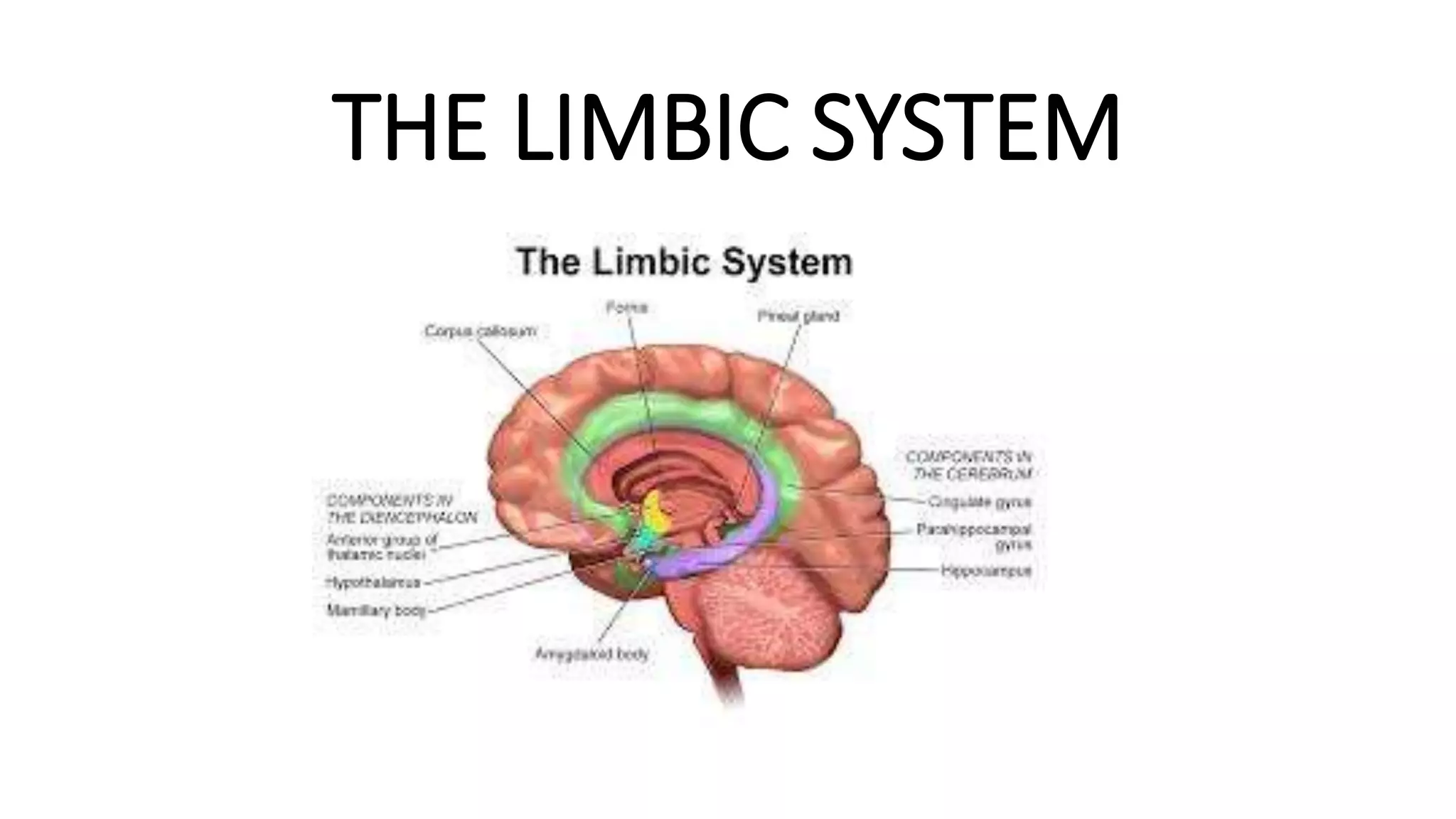 limbic.pptx