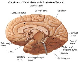 Limbic System | PPT