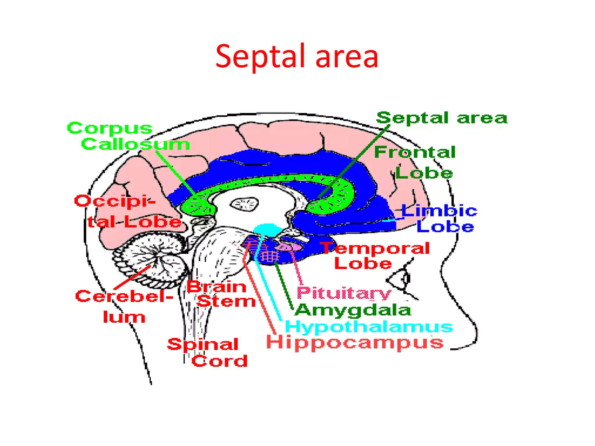 Limbic and paralimbic system | PPT