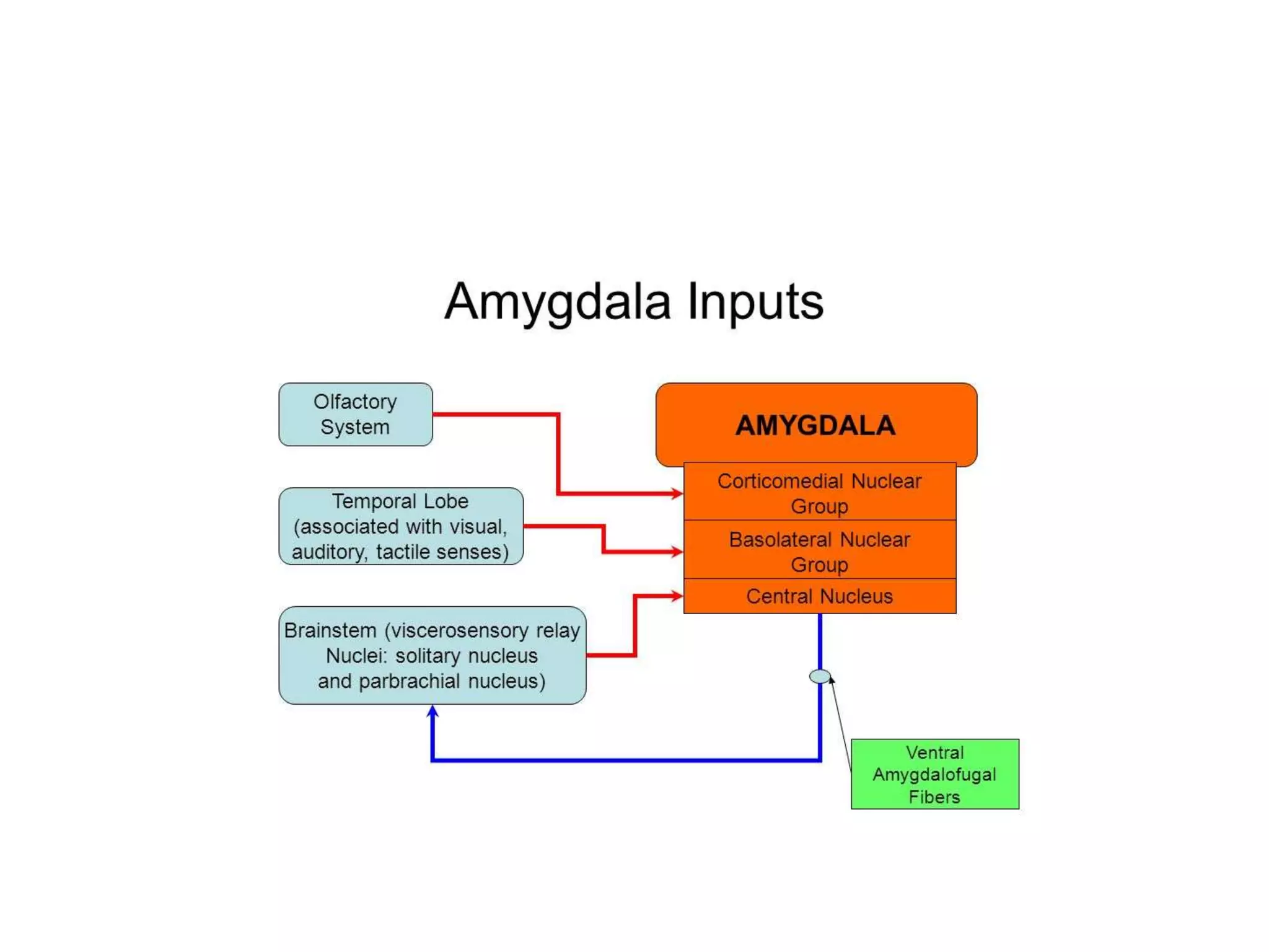 Limbic and paralimbic system | PPT
