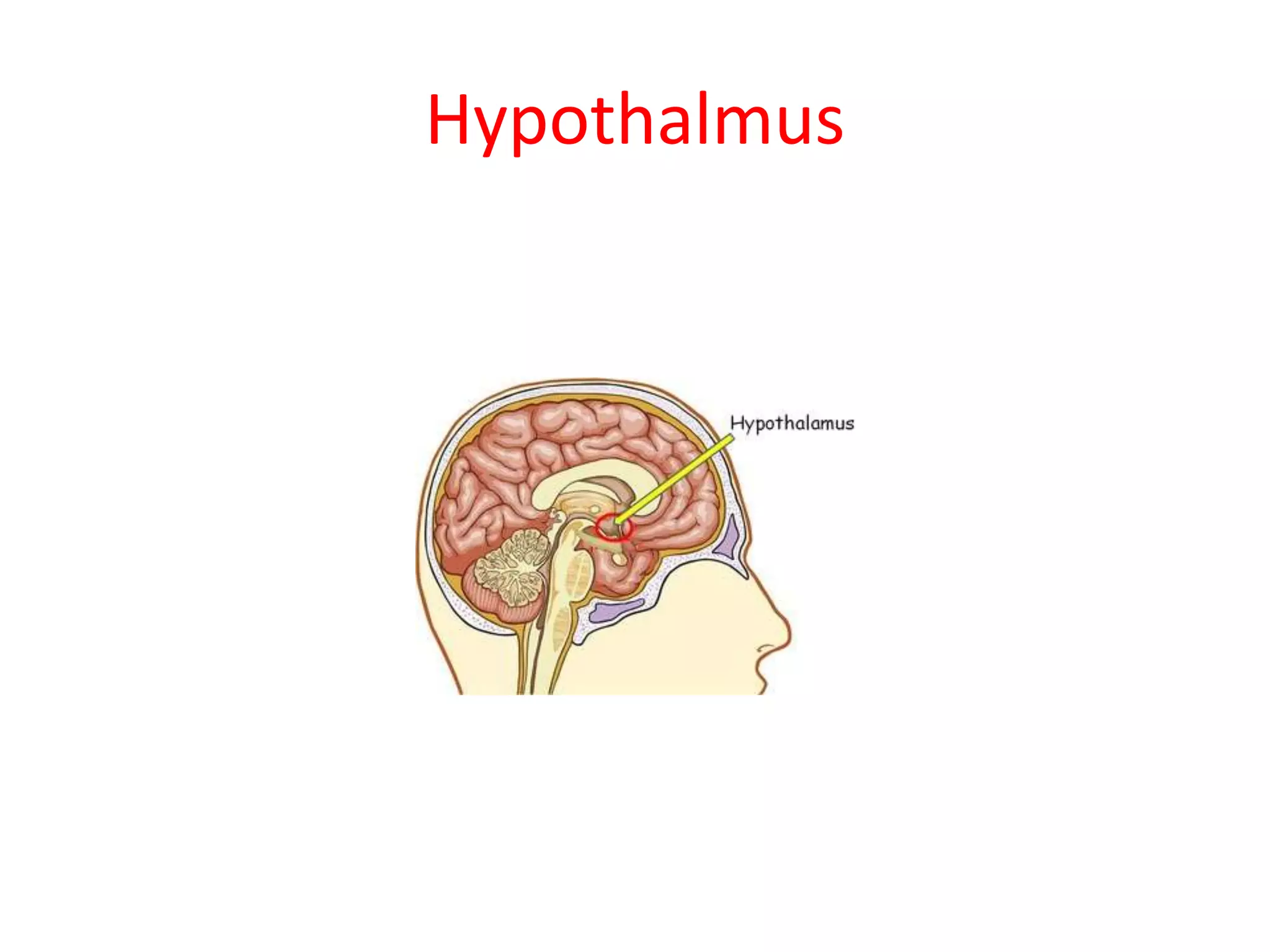 Limbic and paralimbic system | PPT