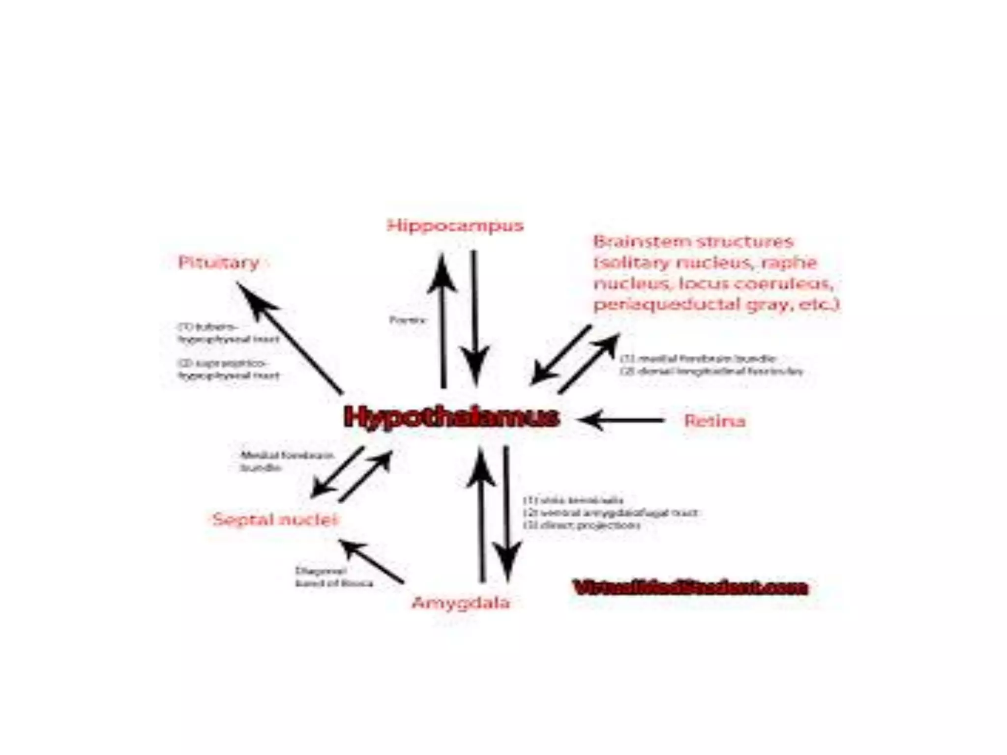 Limbic and paralimbic system | PPT