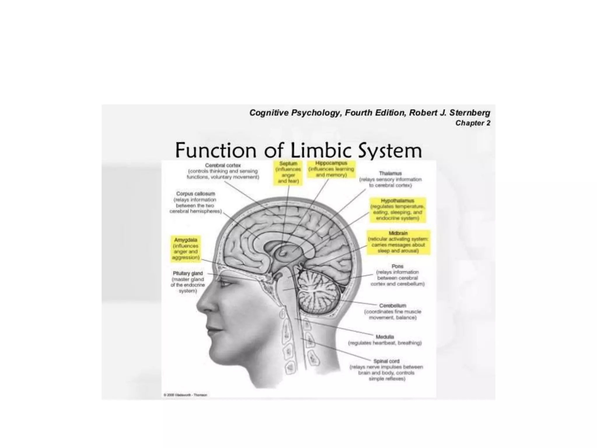Limbic and paralimbic system | PPT