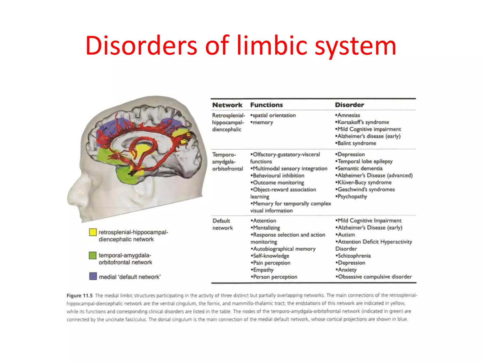 Limbic and paralimbic system | PPT