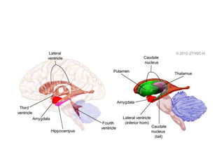 Limbic and paralimbic system | PPT