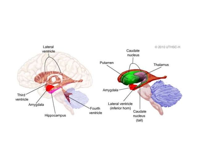 Limbic and paralimbic system | PPT