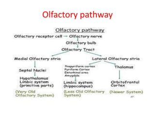 Limbic and paralimbic system | PPT