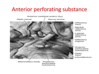 Limbic and paralimbic system | PPT