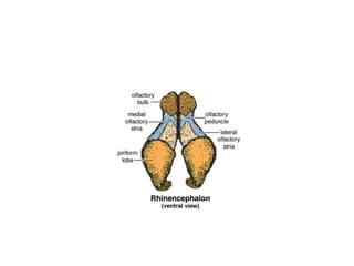 Limbic and paralimbic system | PPT