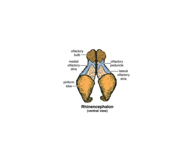 Limbic and paralimbic system | PPT