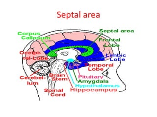 Limbic and paralimbic system | PPT