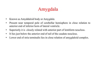 Limbic and paralimbic system | PPT