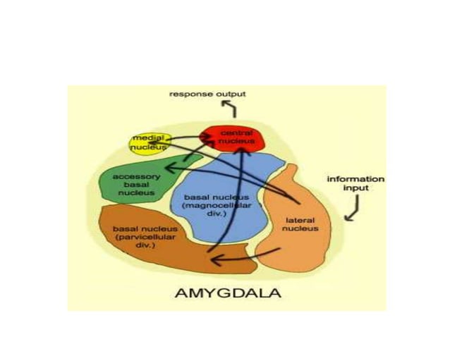 Limbic and paralimbic system | PPT