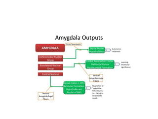 Limbic and paralimbic system | PPT