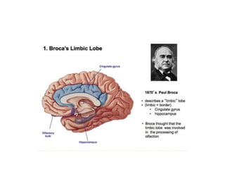 Limbic and paralimbic system | PPT