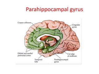 Limbic and paralimbic system | PPT