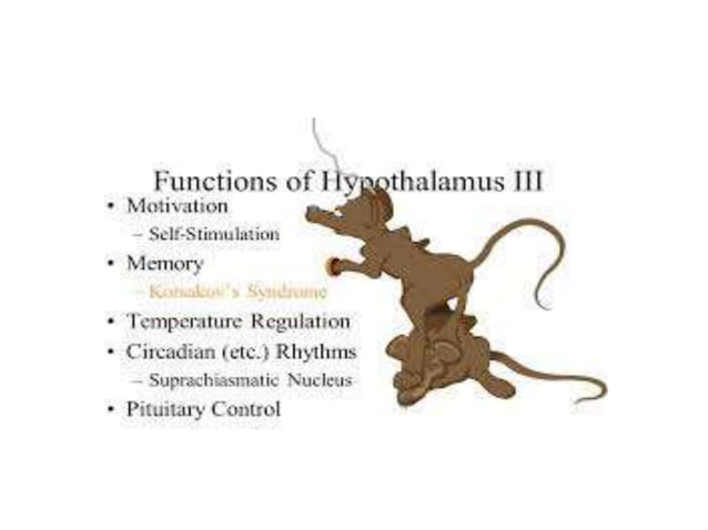 Limbic and paralimbic system | PPT